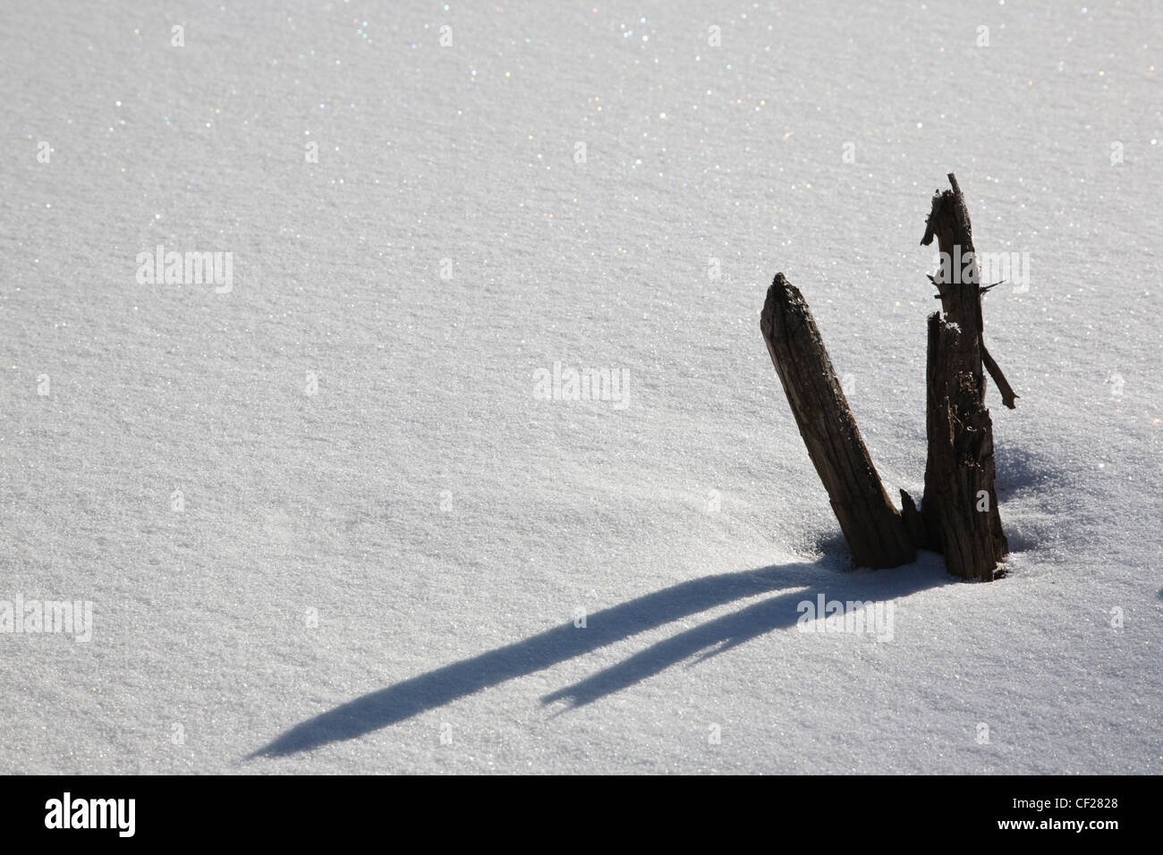 Wetlands area in Gale River forest of the White Mountains, New ...