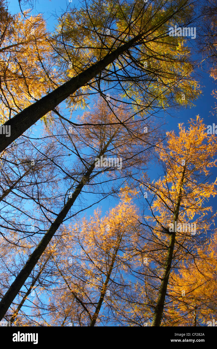 The late autumn colours and hues of woodland in Parsons Park Stock ...