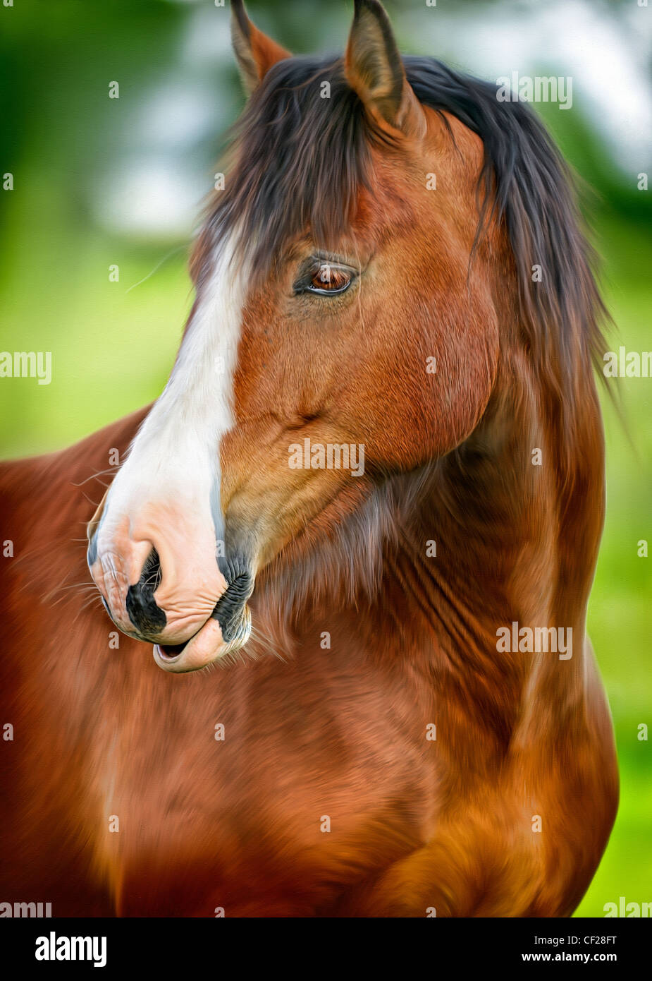 Clydesdale horses hi-res stock photography and images - Alamy
