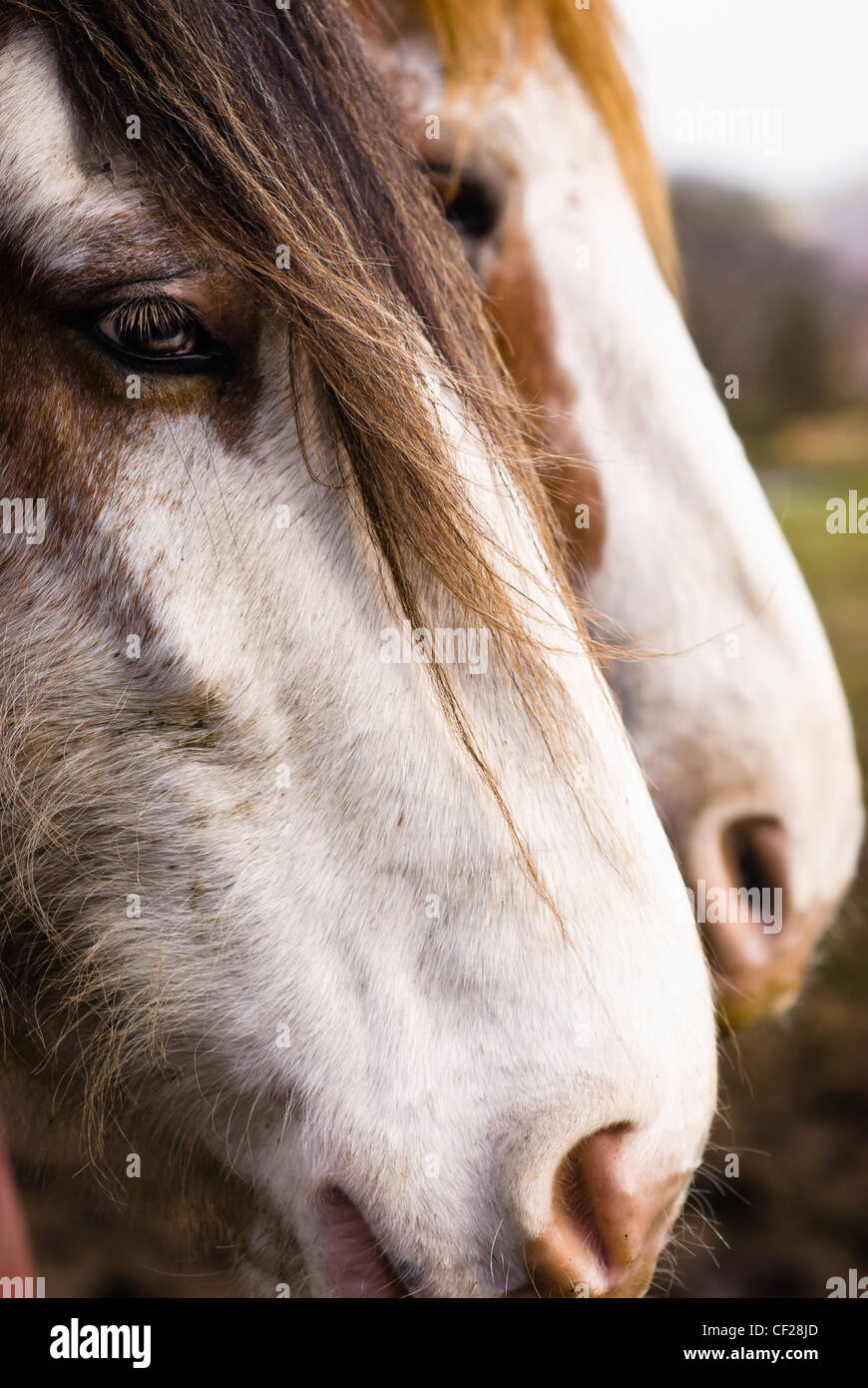 Elegant horses hi-res stock photography and images - Alamy