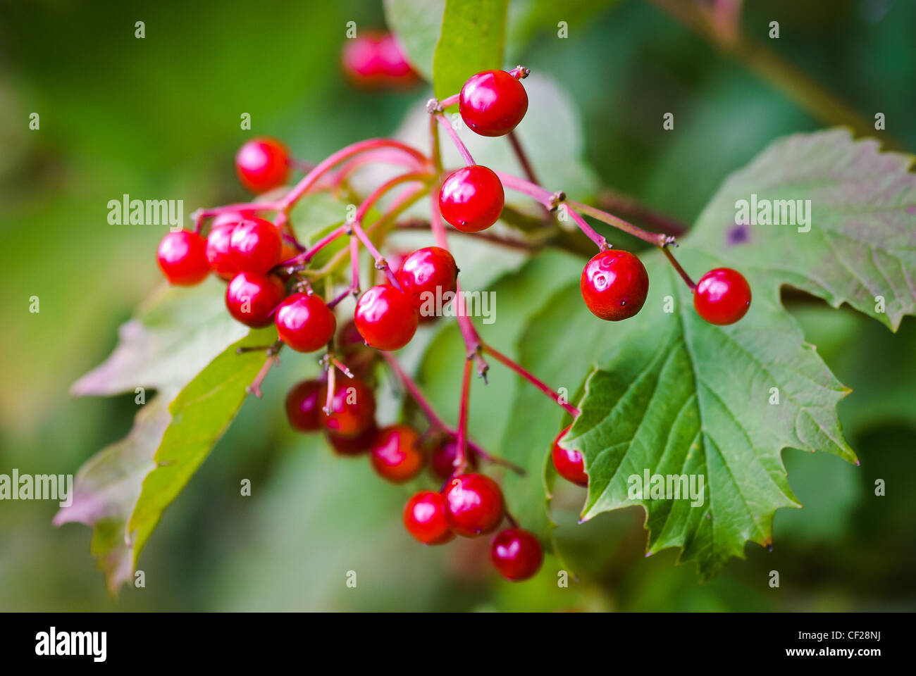 Wild berries in the woods Stock Photo - Alamy