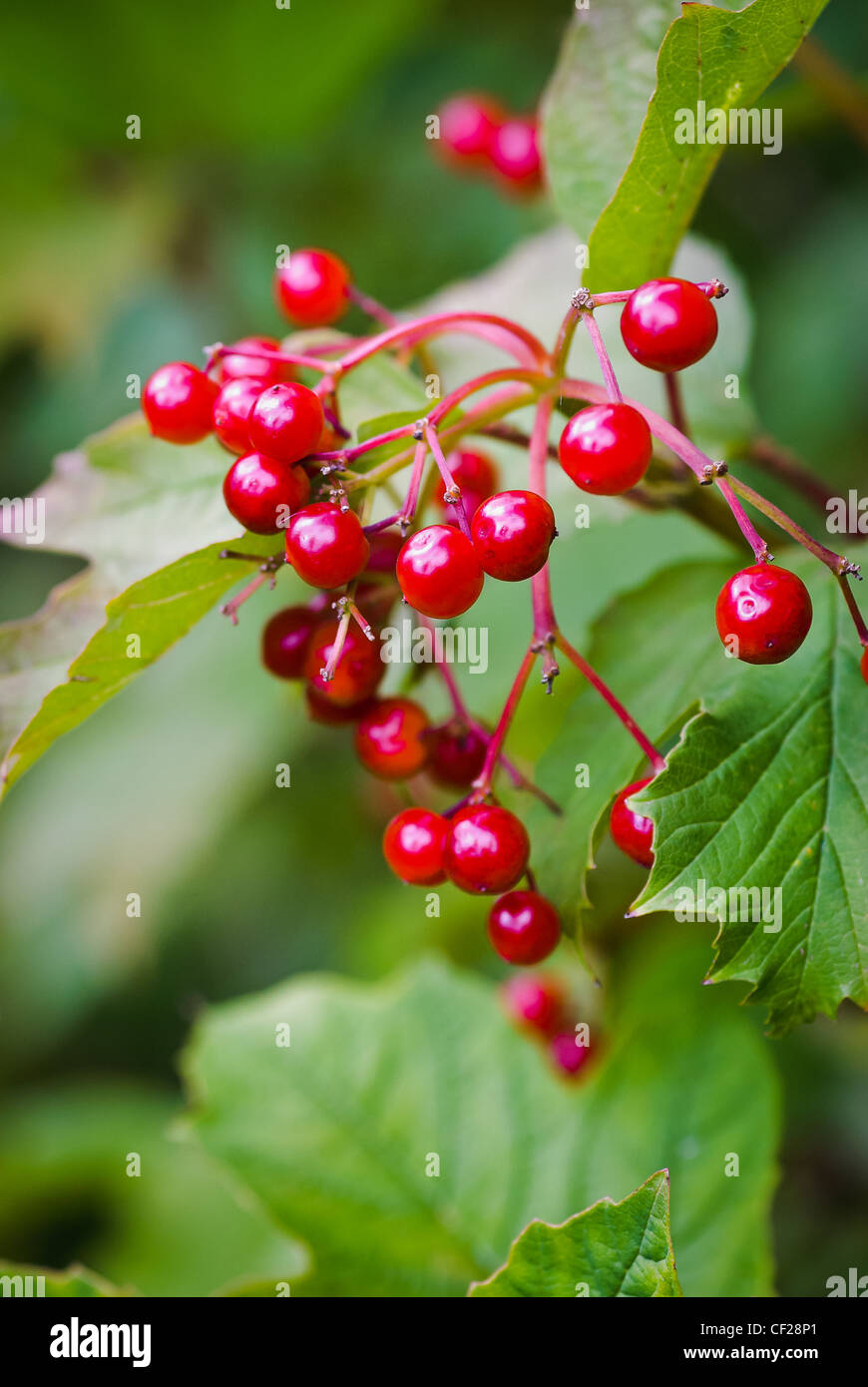 Wild berries in the woods Stock Photo - Alamy