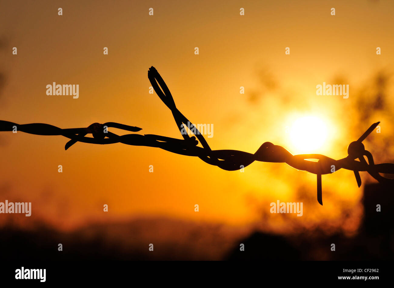 Barbed wire at sunset in Sahuarita, Arizona, USA Stock Photo - Alamy