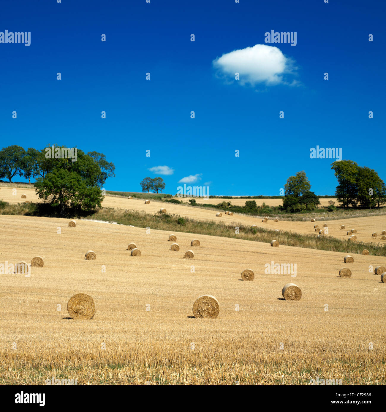 Hayfield with hay bales. The bales are formed using mechanical ...