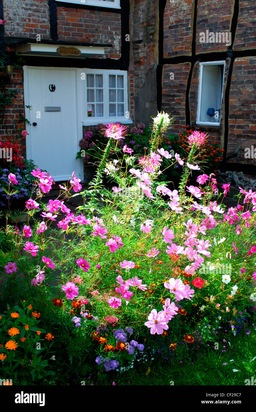 Flowers in the sun outside traditional cottage. Turville is Anglo Saxon ...