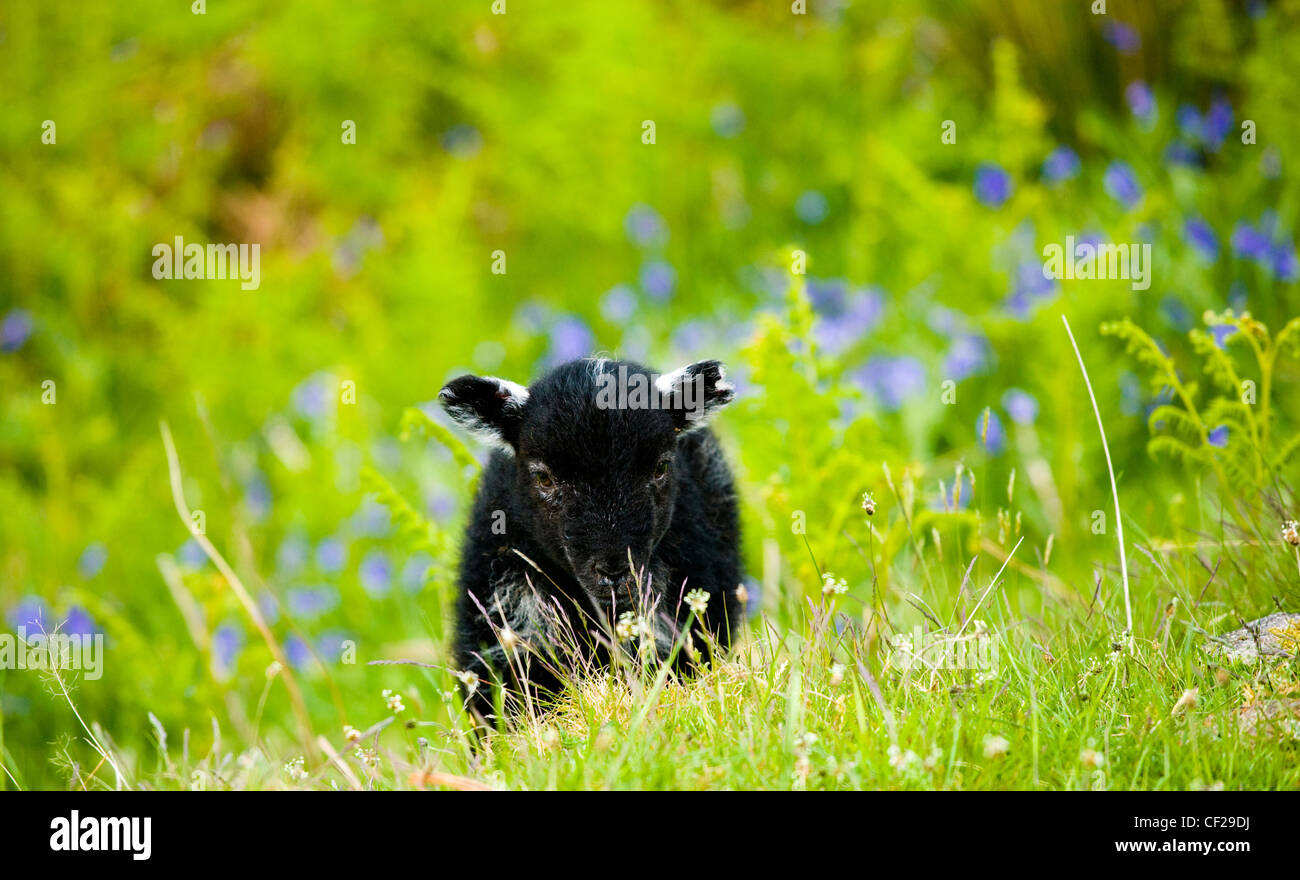 Lake District National Park. Black Lamb and a blanket of bluebells on a ...
