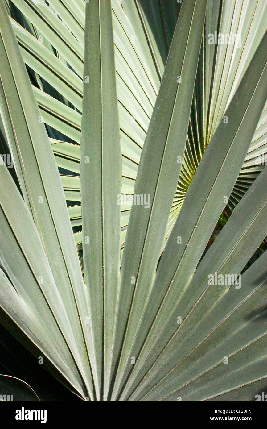 A close up of a European fan palm, Chamaerops humilis Stock Photo - Alamy