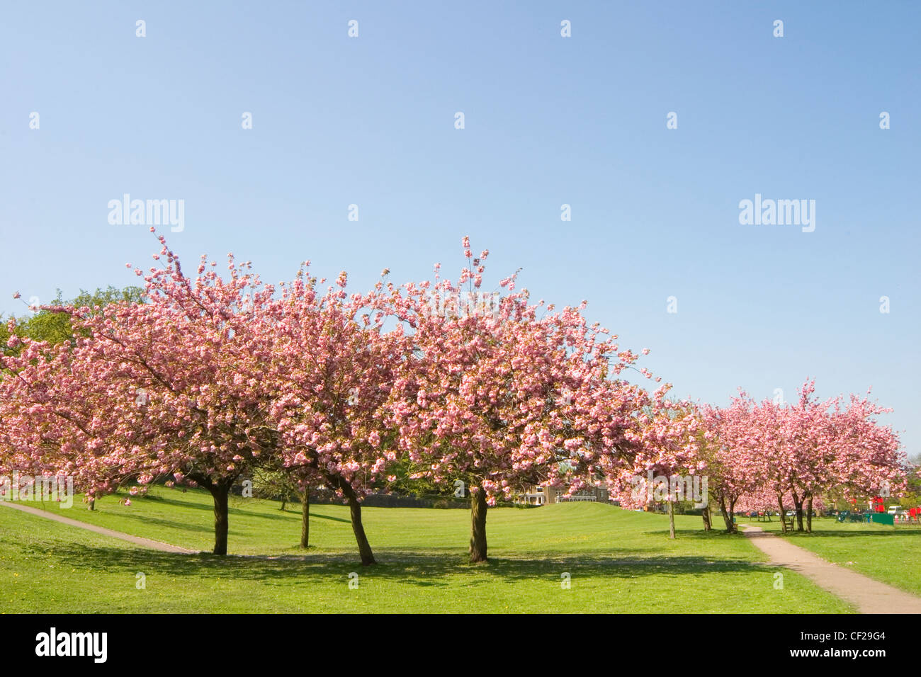 Cherry blossom trees Stock Photo - Alamy