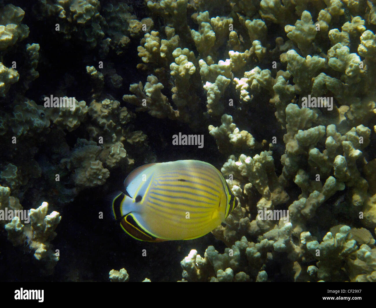 Oval Fish High Resolution Stock Photography and Images - Alamy