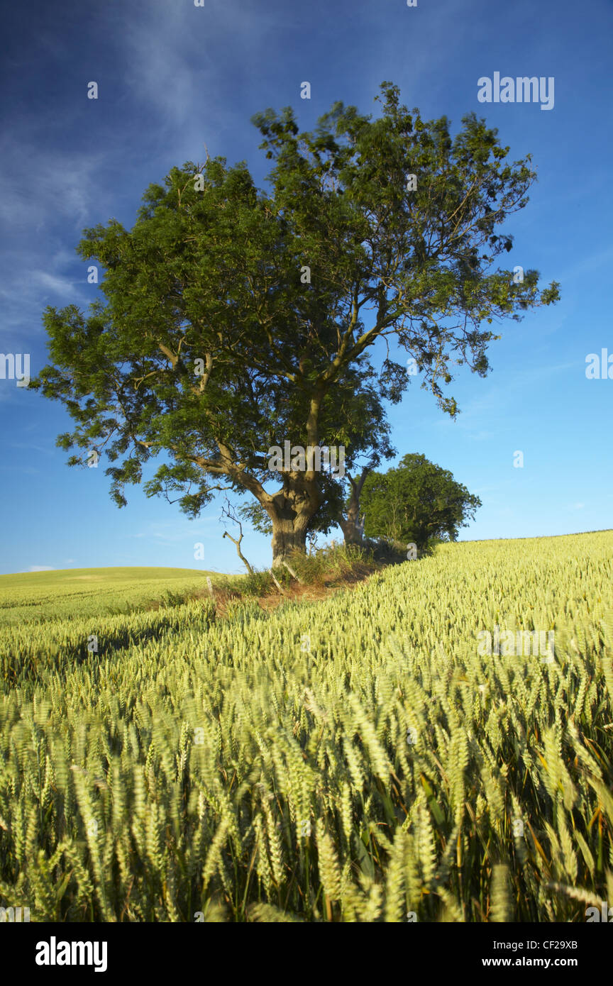 Trees surrounded by farmers crops in a field near Budle Bay in ...