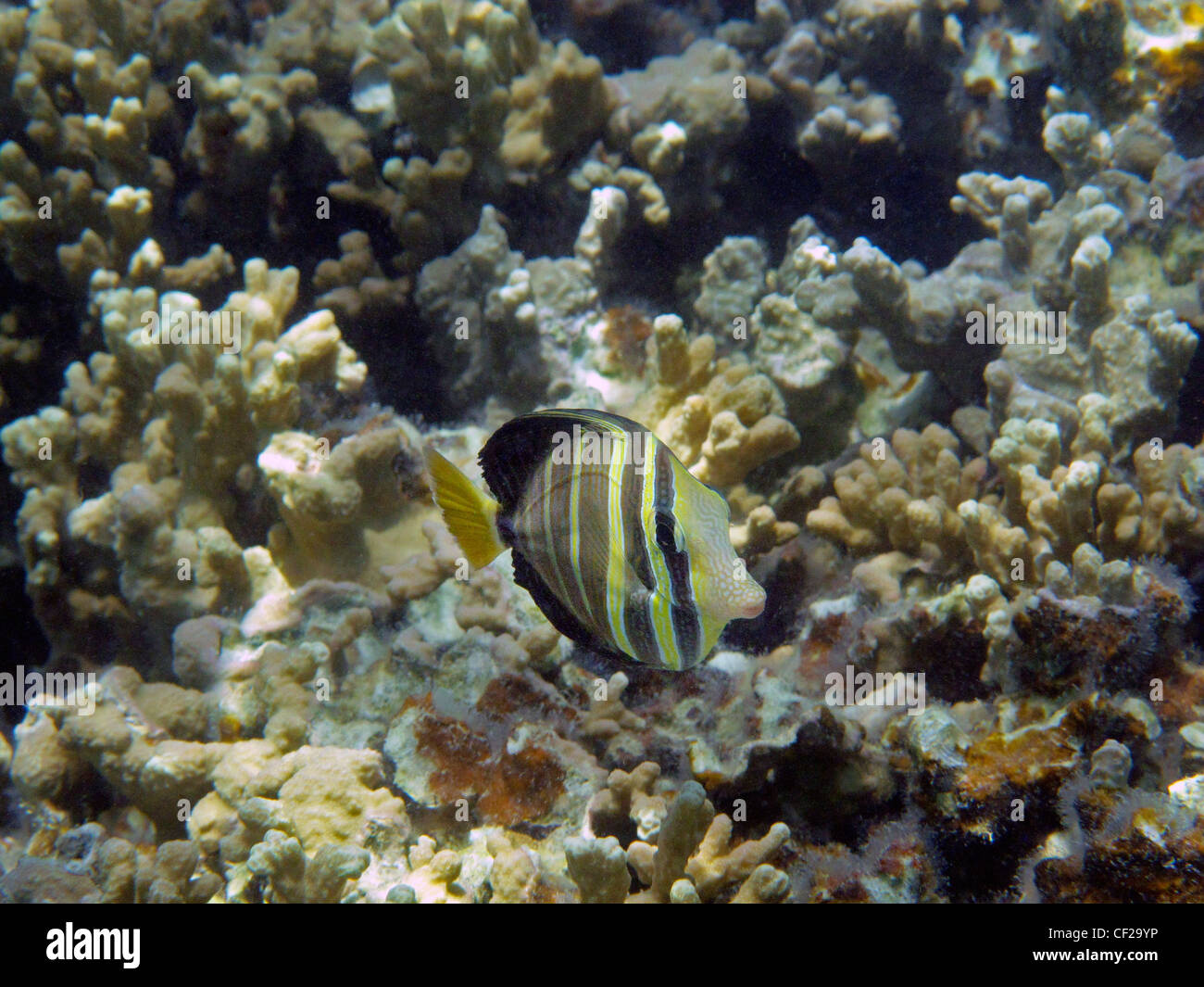 Mamanuca islands and underwater hi-res stock photography and images - Alamy