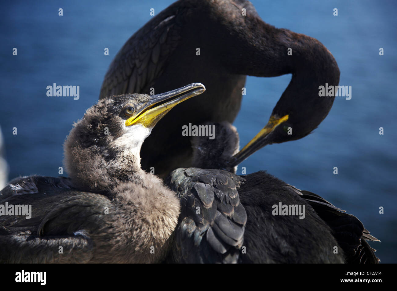 A nesting Shag and chicks photographed on the Farne Islands Stock Photo ...