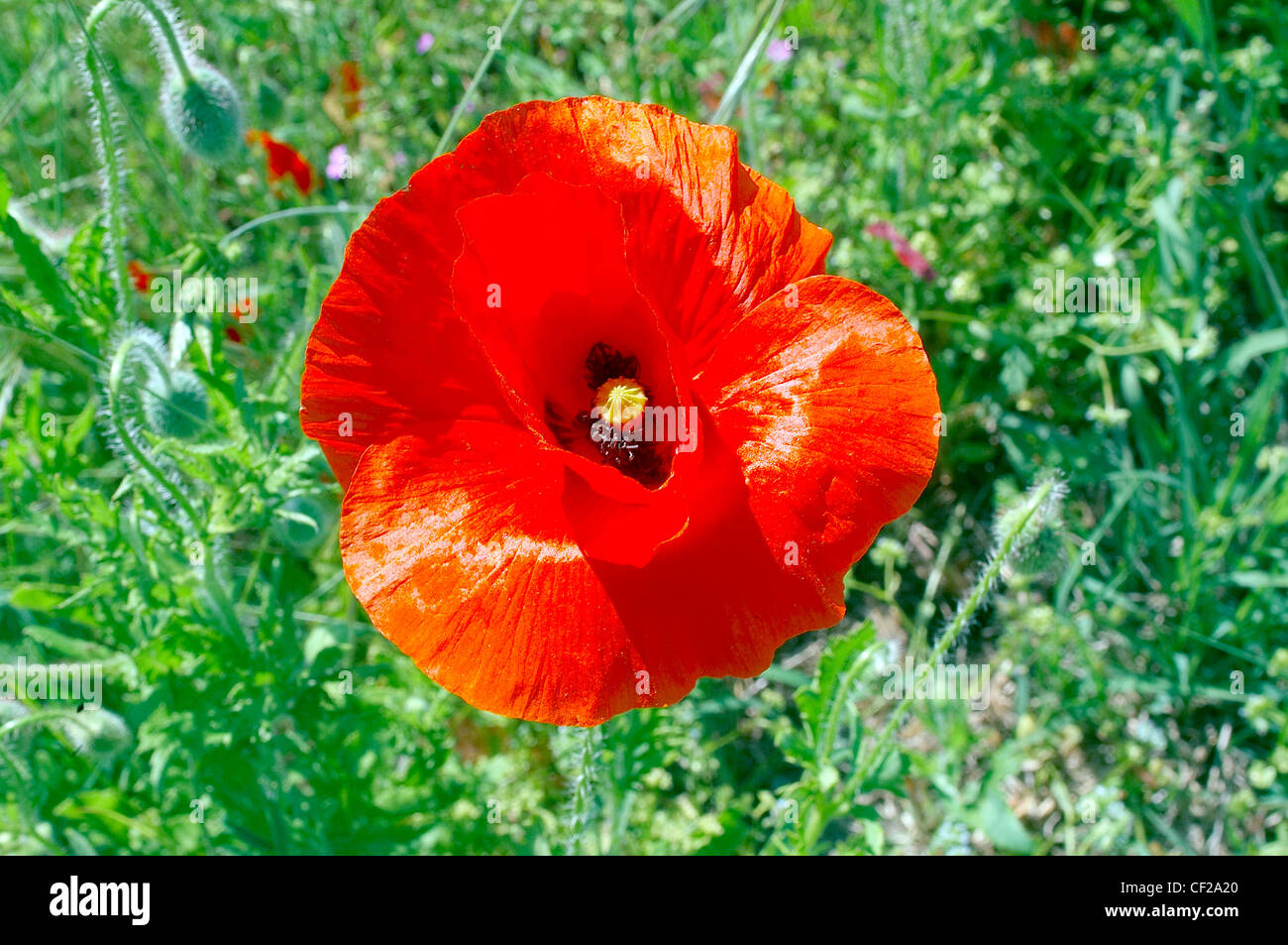Red poppy in a field Stock Photo - Alamy