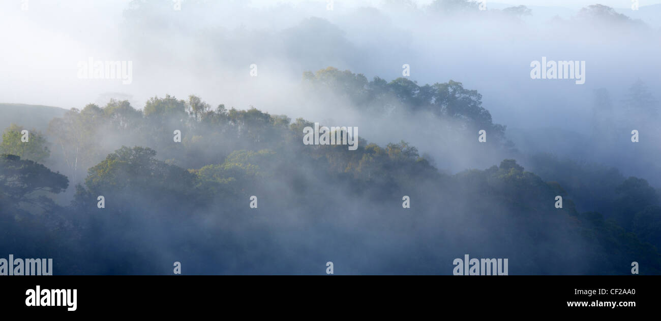 Autumn mists clear from woodland above the River Tweed, viewed from the ...