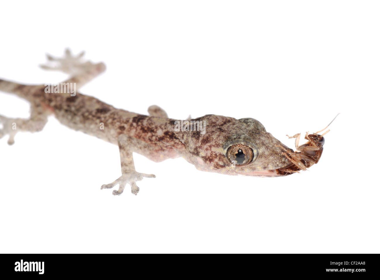 gecko babe eat roach, isolated on white background Stock Photo - Alamy