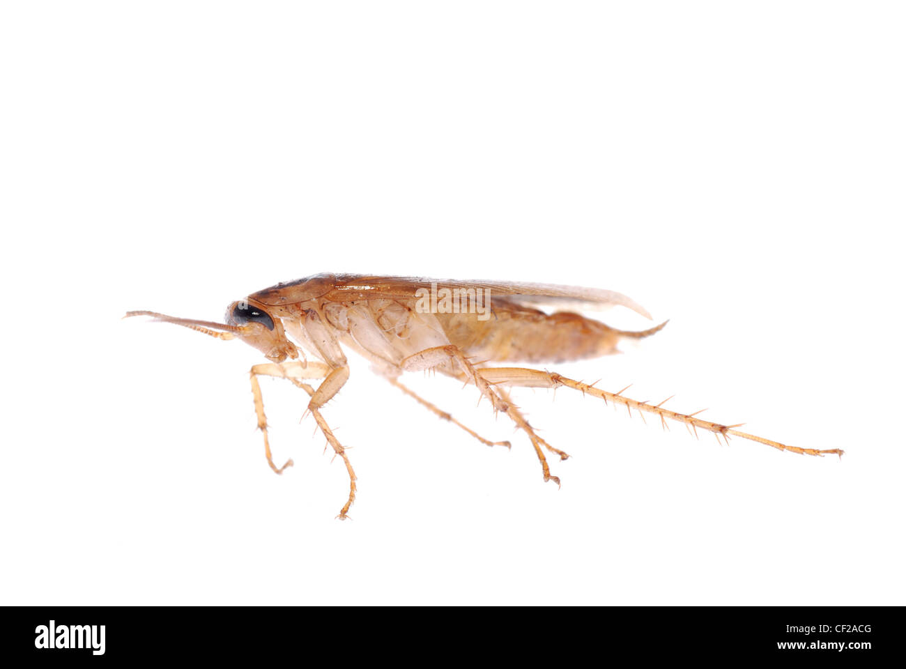 german cockroach isolated on white background Stock Photo - Alamy