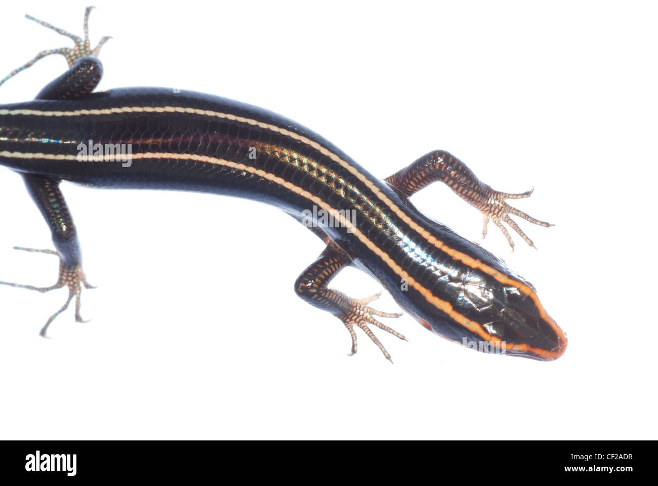 Striped lizard Cut Out Stock Images & Pictures - Alamy
