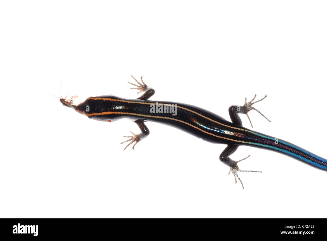 lizard eat roach, isolated on white background Stock Photo - Alamy