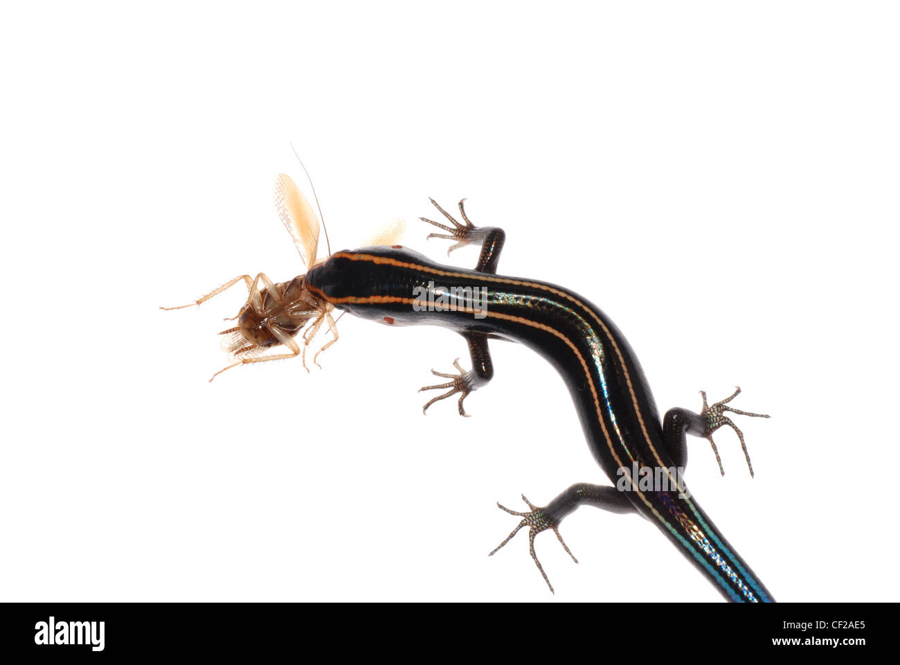 lizard eat roach, isolated on white background Stock Photo - Alamy