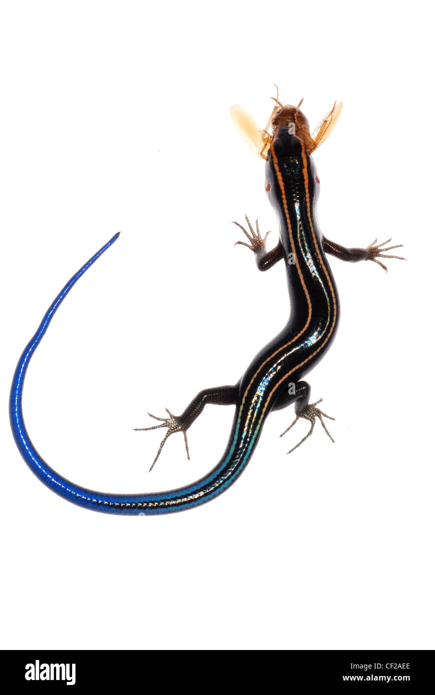 lizard eat roach, isolated on white background Stock Photo - Alamy