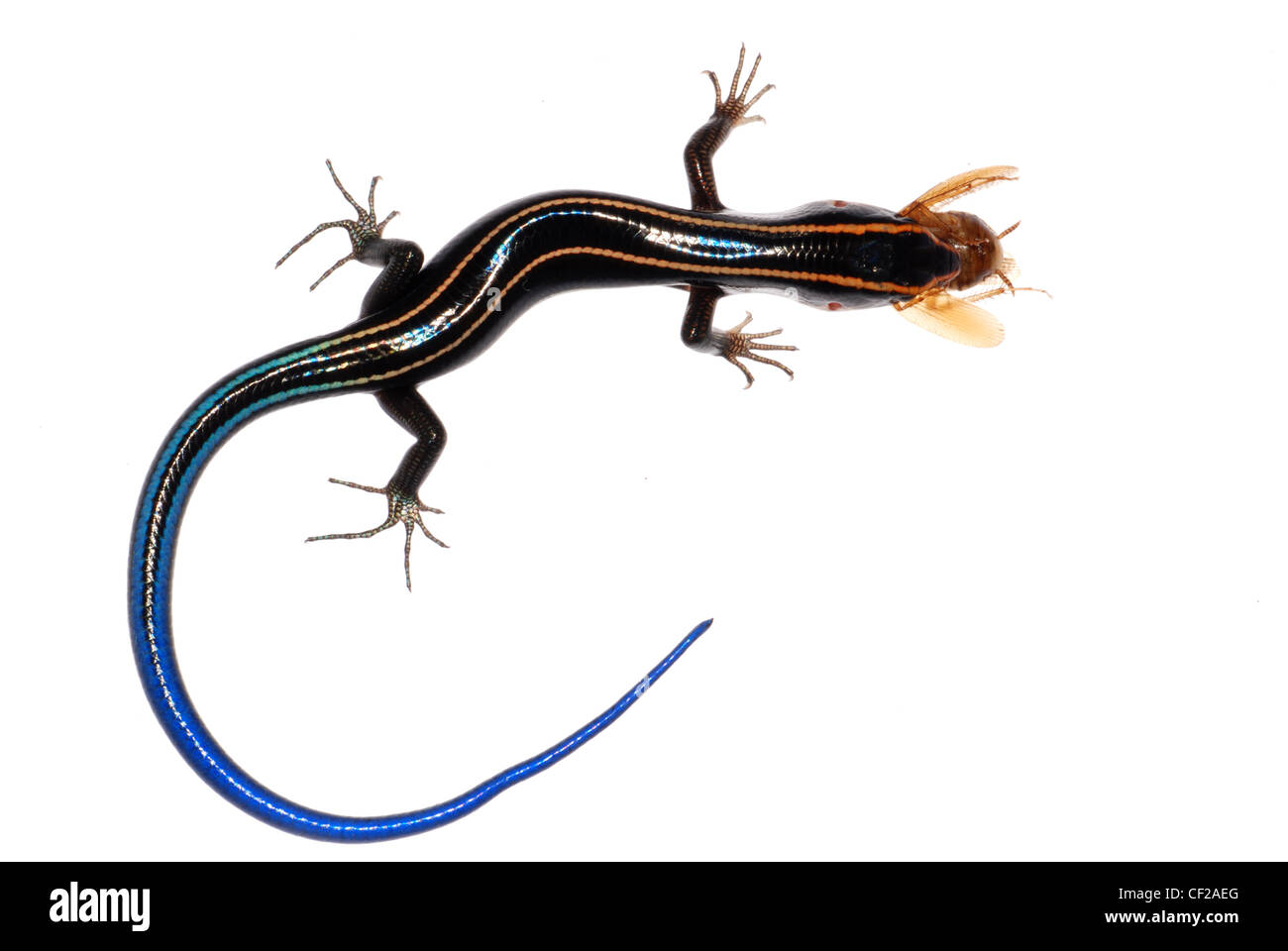 lizard eat roach, isolated on white background Stock Photo - Alamy