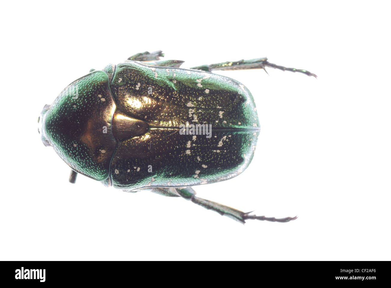 scarab beetle isolated on white background Stock Photo - Alamy