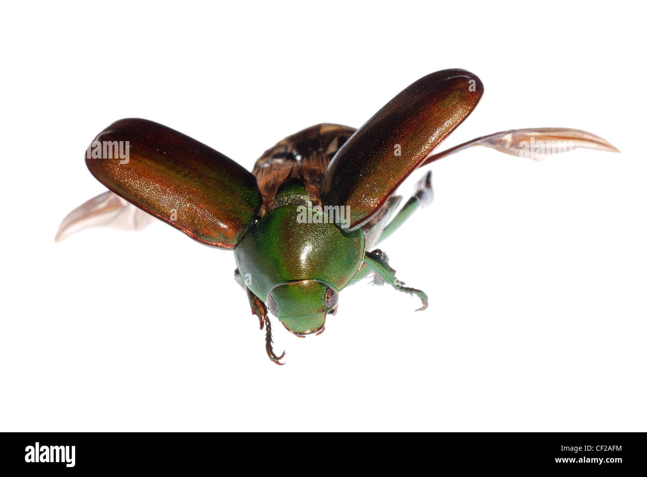 flying green scarab beetle isolated on white background Stock Photo - Alamy