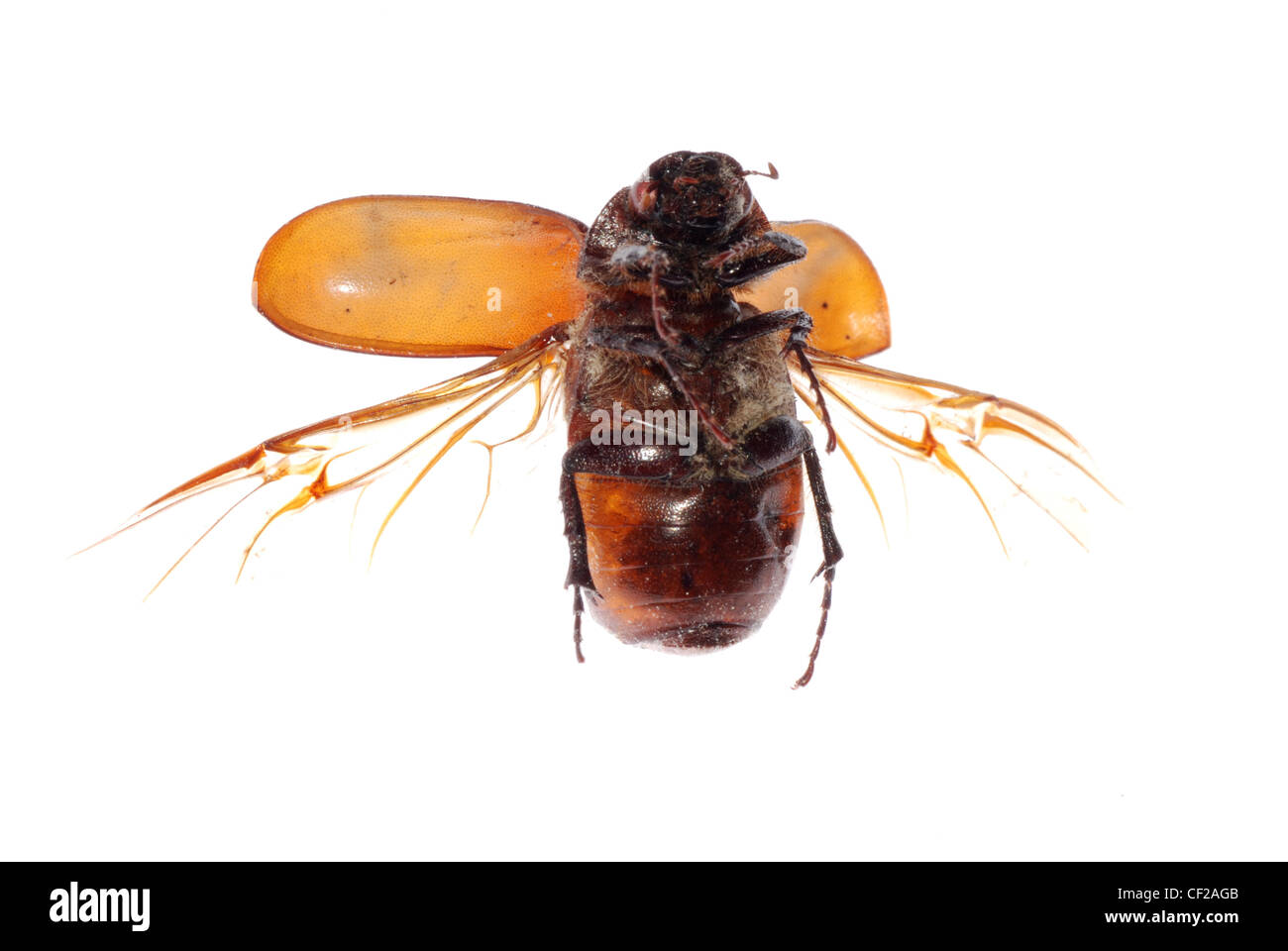 flying brown scarab beetle isolated on white background Stock Photo - Alamy