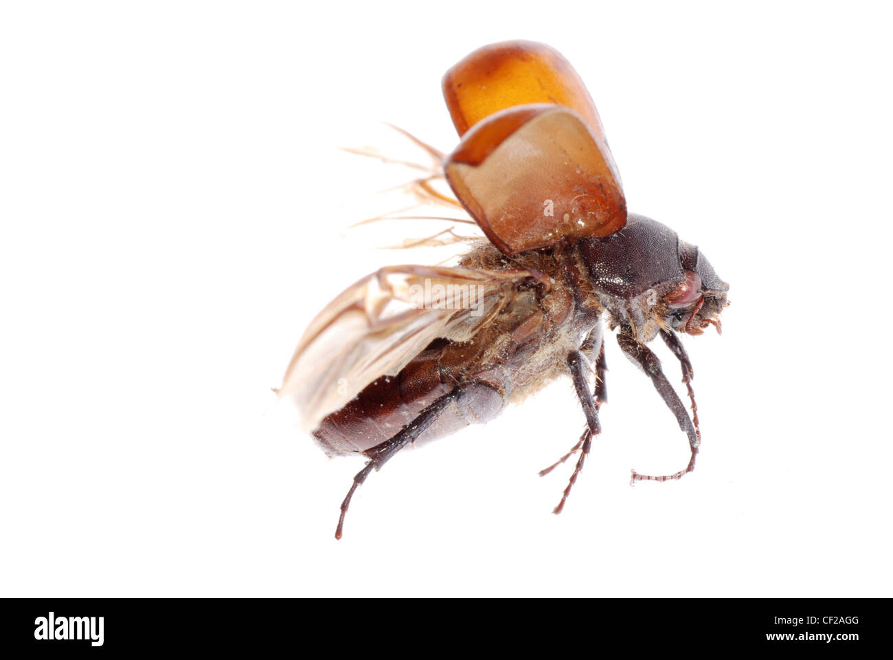 flying brown scarab beetle isolated on white background Stock Photo - Alamy