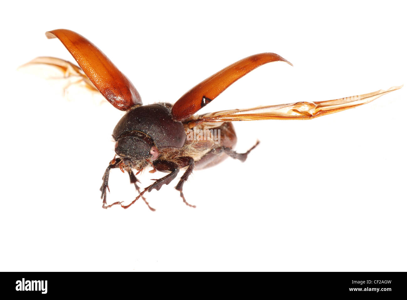 flying brown scarab beetle isolated on white background Stock Photo - Alamy