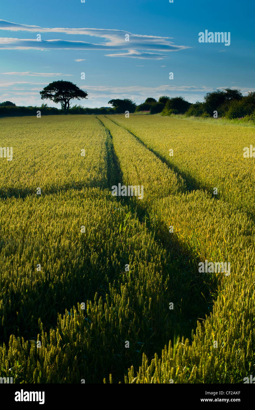 English running track hi-res stock photography and images - Alamy