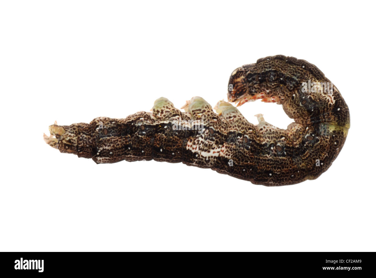 butterfly moth caterpillar larva isoalted on white background Stock ...