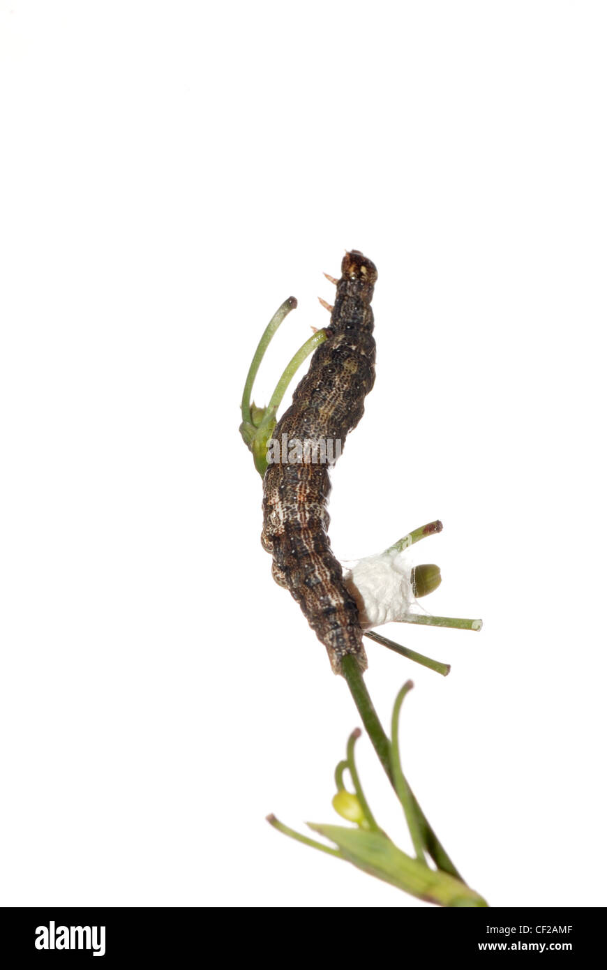 butterfly moth caterpillar larva isoalted on white background Stock ...