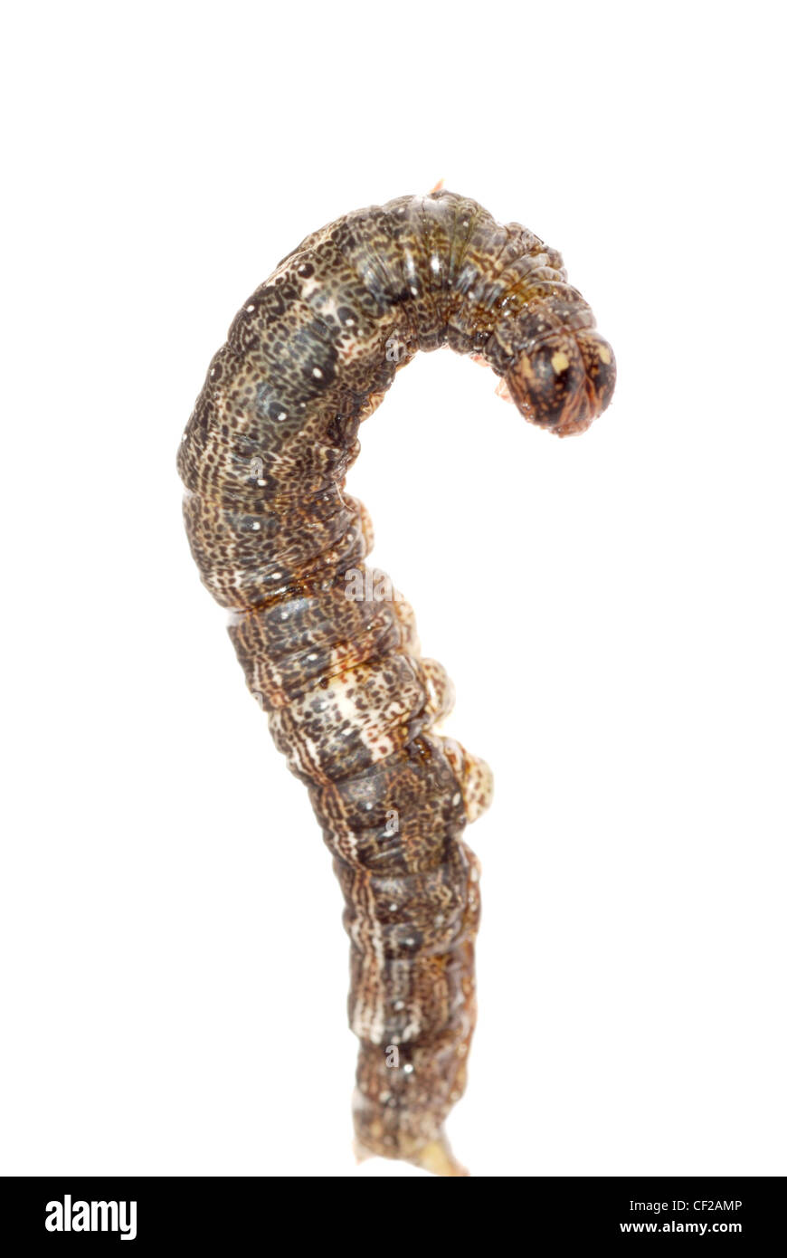 butterfly moth caterpillar larva isoalted on white background Stock ...