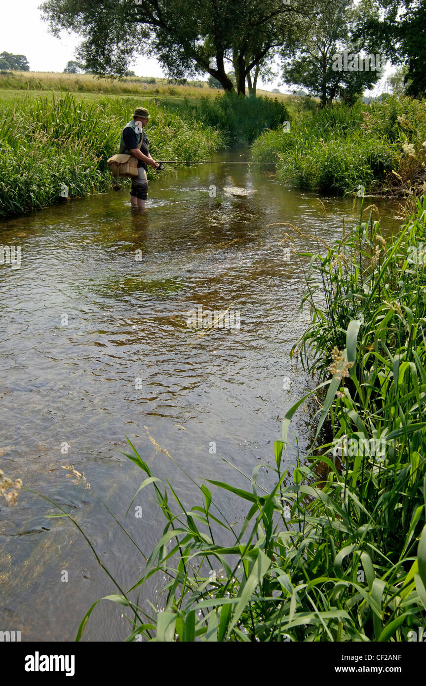 Trout in small rivers hi-res stock photography and images - Alamy