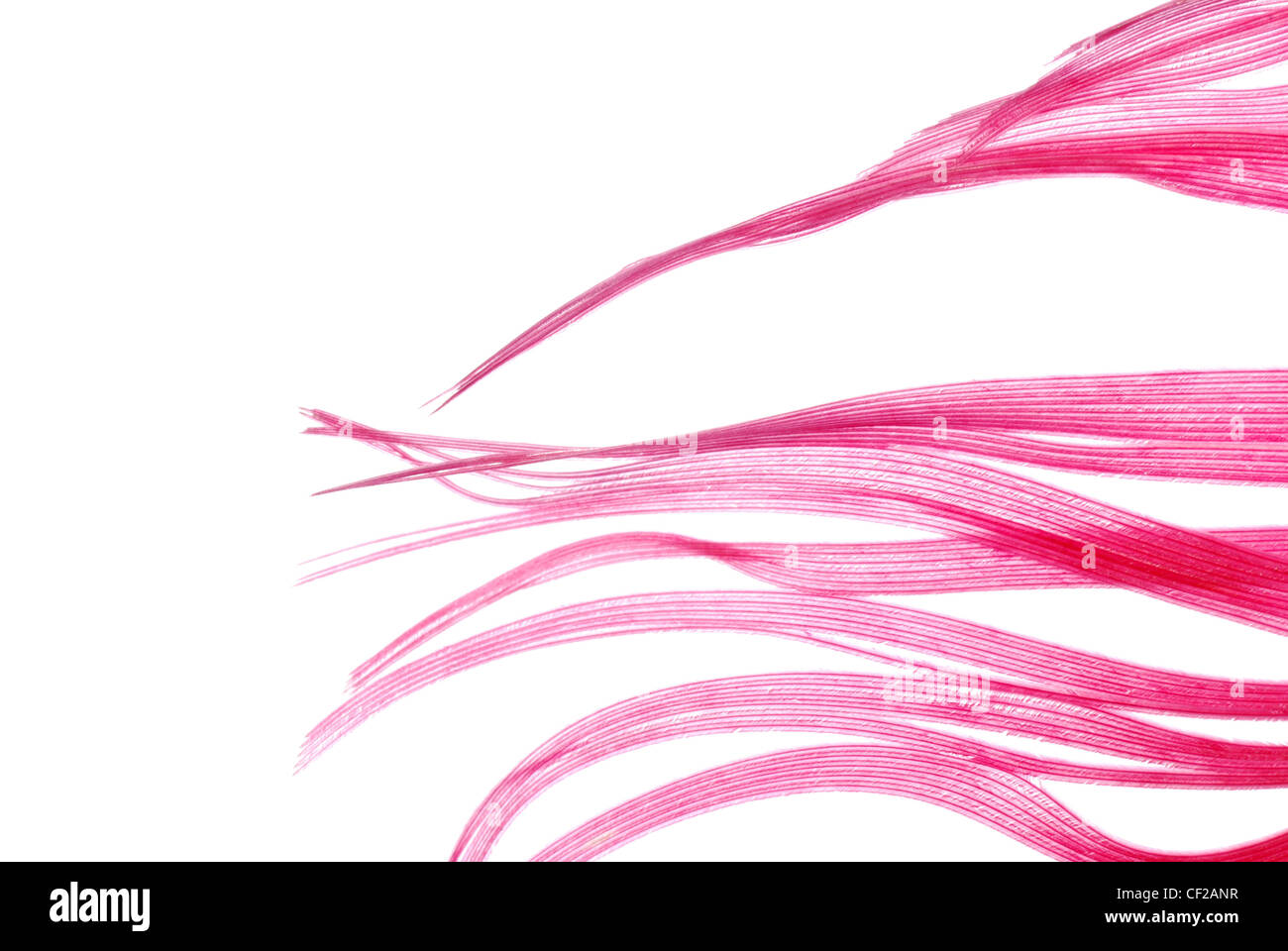 red feather abstract texture background isolated on white Stock Photo ...