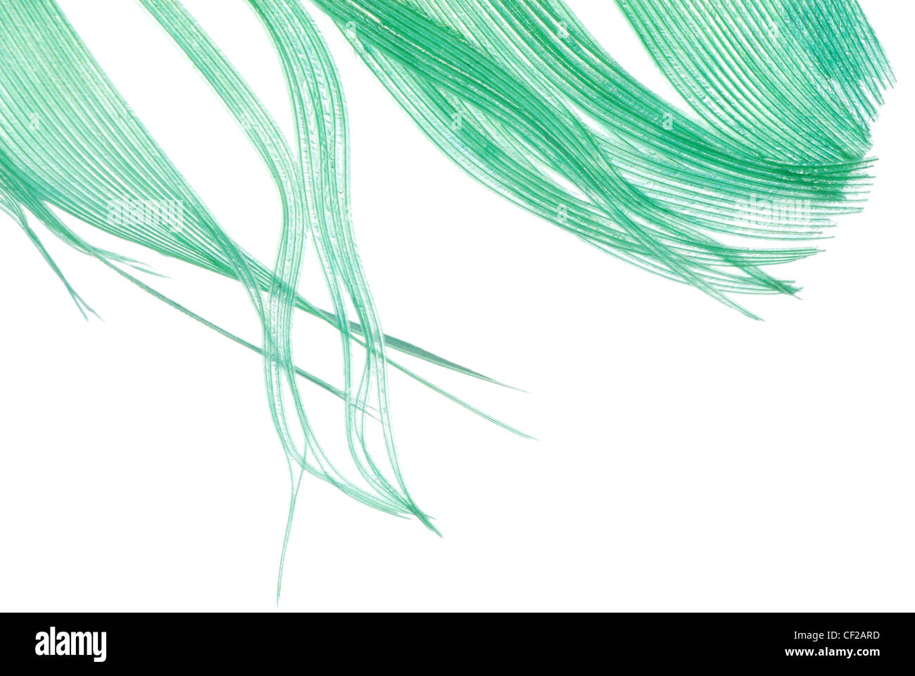 green feather abstract texture background isolated on white Stock Photo ...