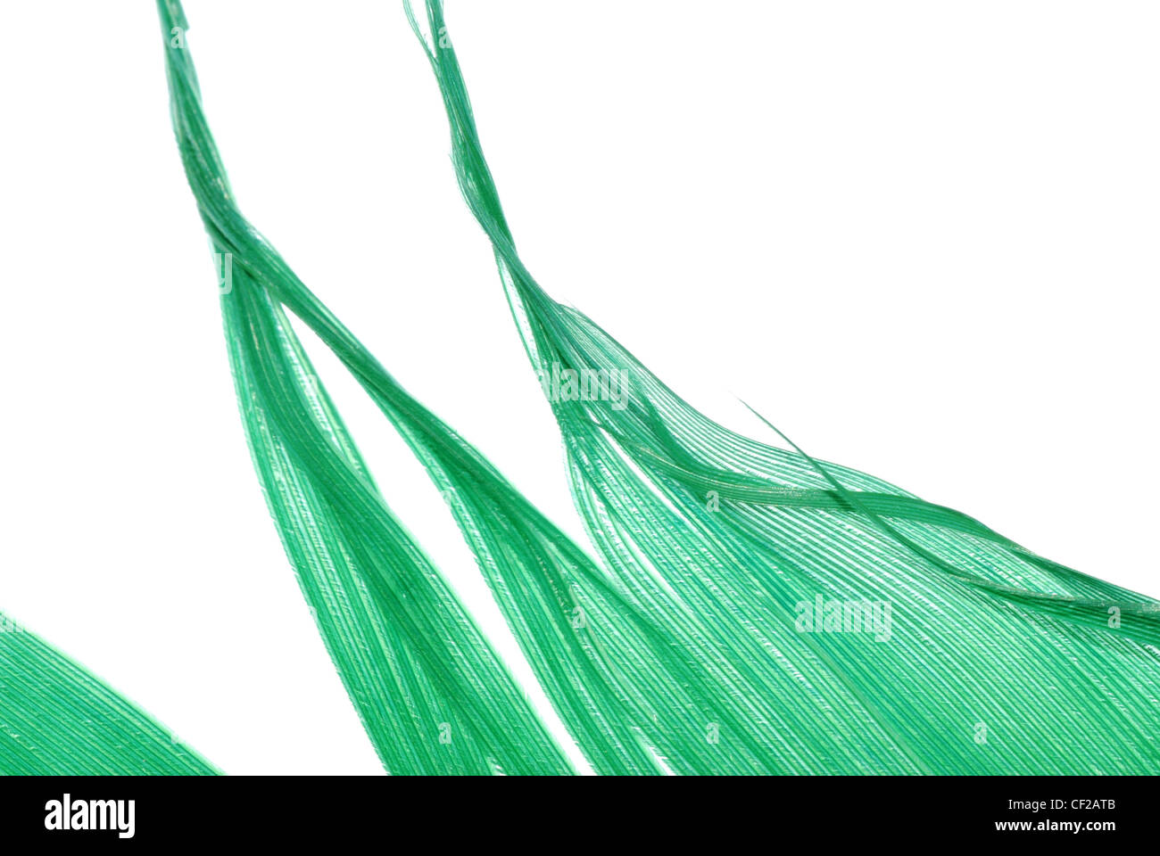 green feather abstract texture background isolated on white Stock Photo ...