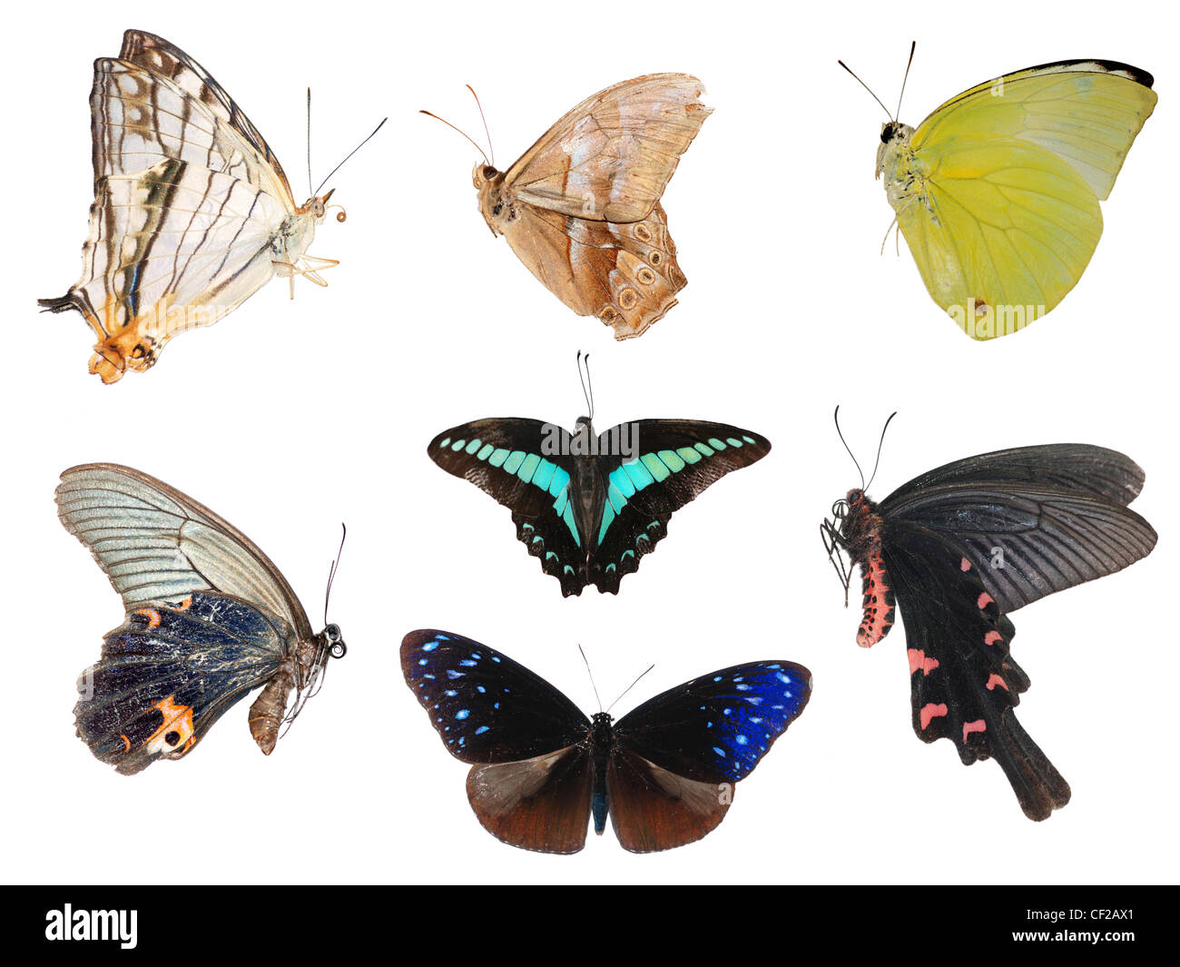 butterfly collection set isolated on white background Stock Photo - Alamy
