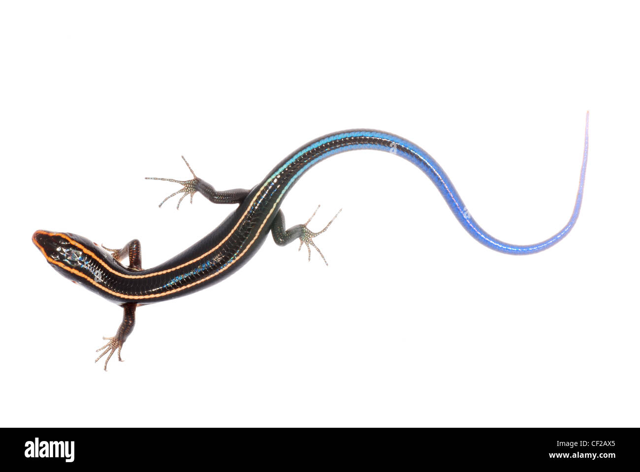 blue tail skink lizard isolated on white background Stock Photo - Alamy