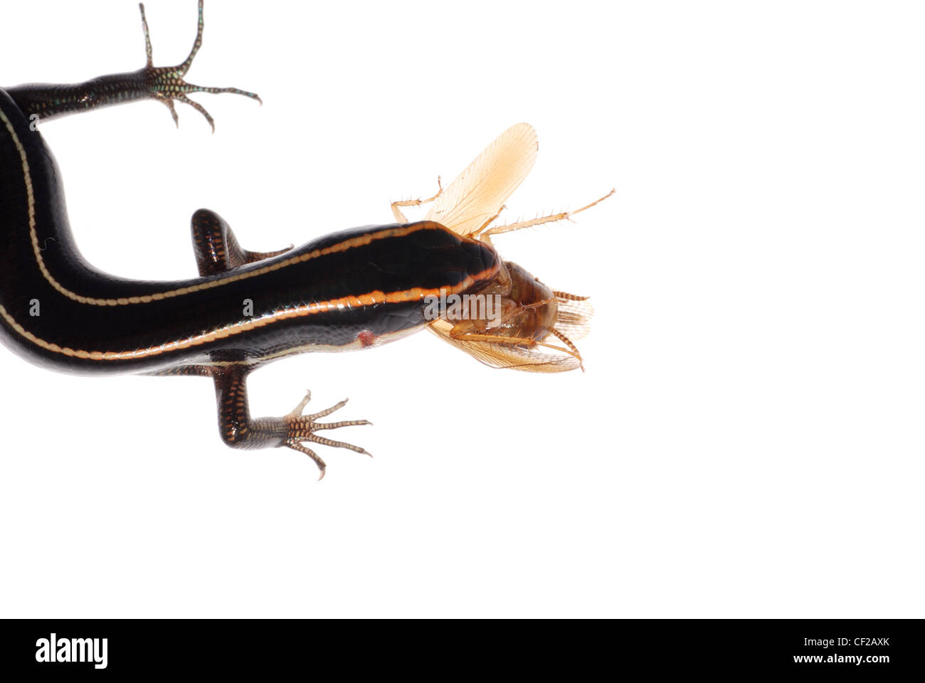 lizard eat roach, isolated on white background Stock Photo - Alamy