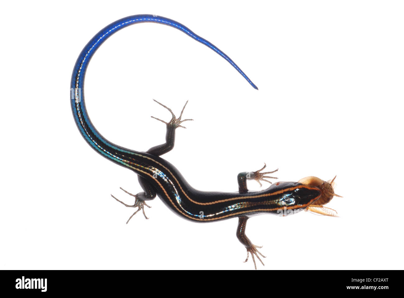 lizard eat roach, isolated on white background Stock Photo - Alamy