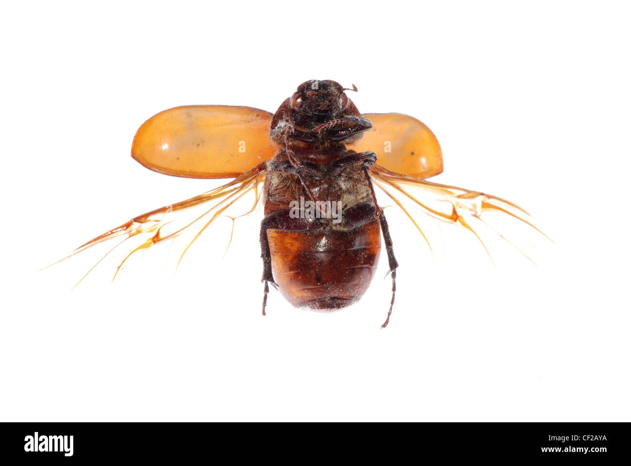 flying brown scarab beetle isolated on white background Stock Photo - Alamy