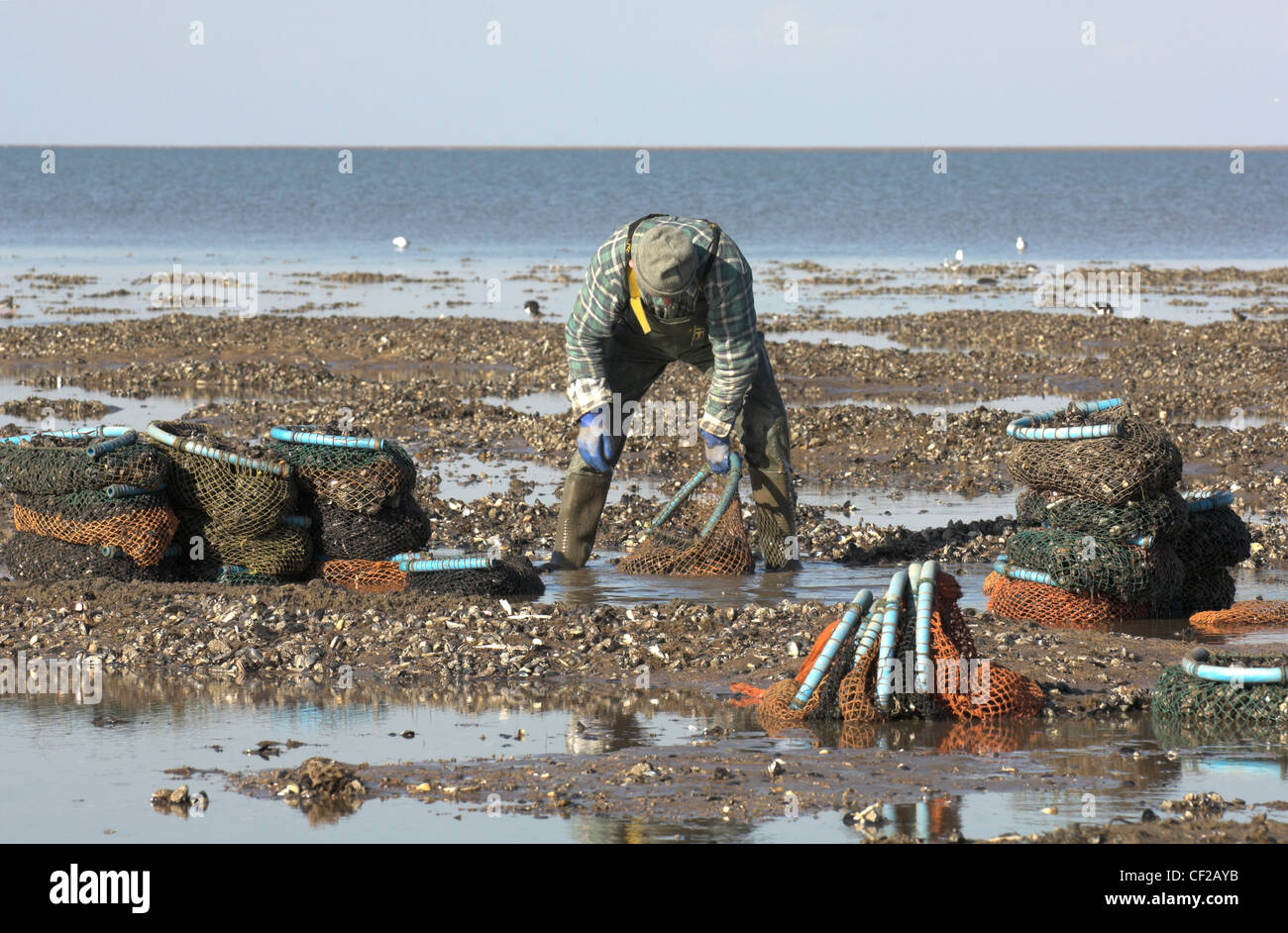 Mussel fisherman collecting from managed mussel beds at low tide, in ...