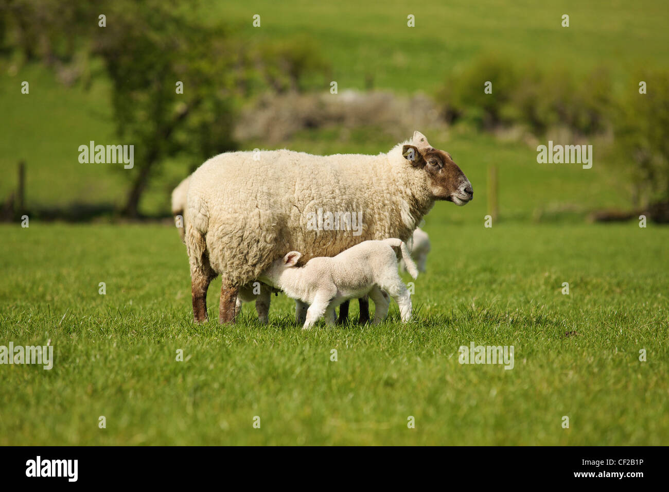 Lamb Nursing From Mother Sheep; Dublin County Dublin Ireland Stock ...