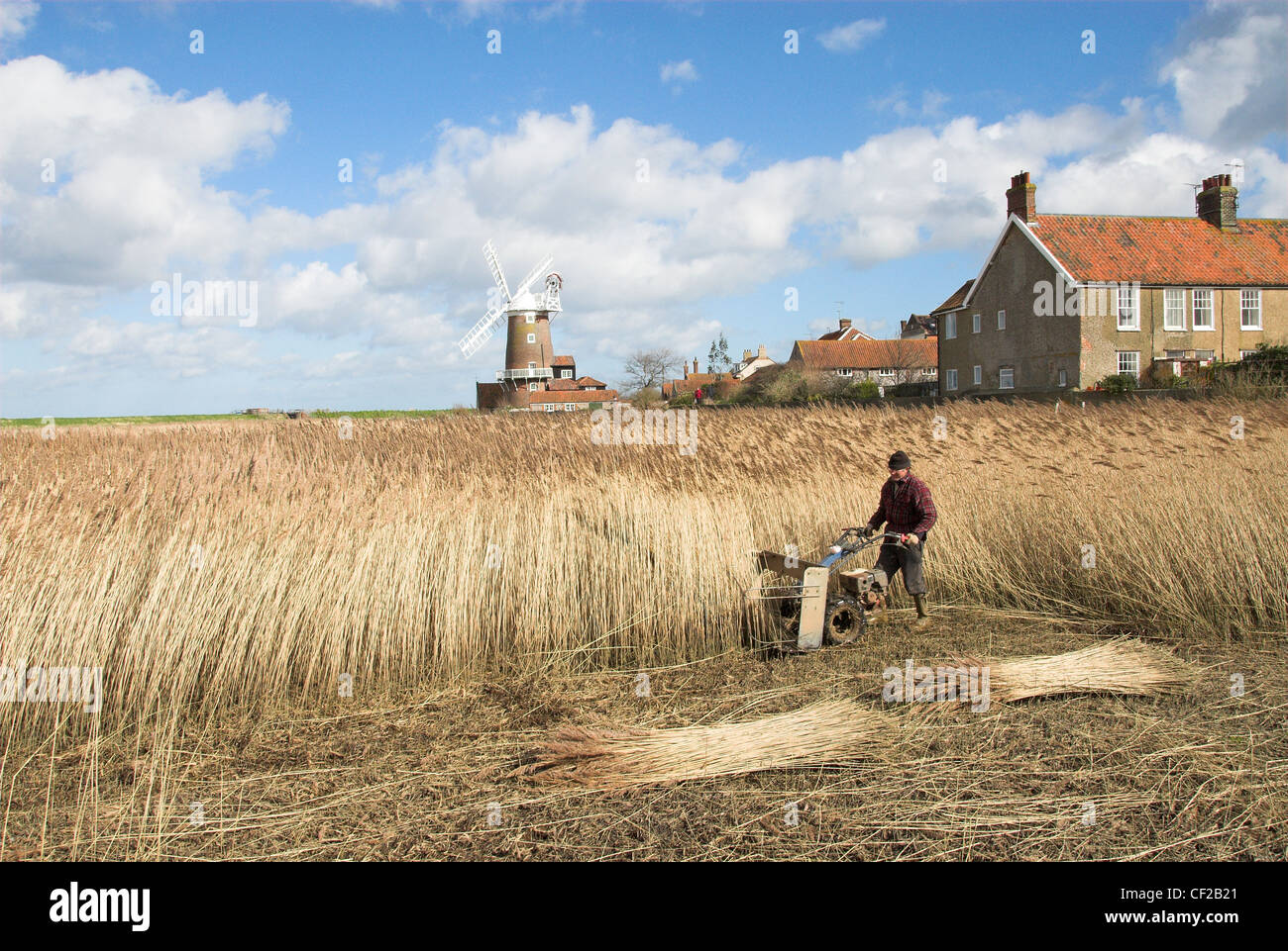 Thatching uk harvest norfolk hi-res stock photography and images - Alamy