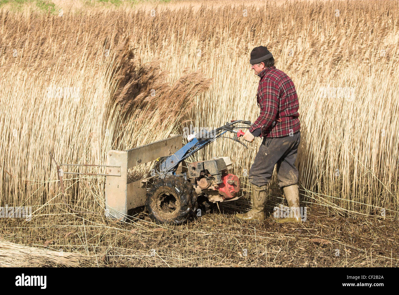 A reed cutter using a mechanised cutter to harvest phragmites reed for ...