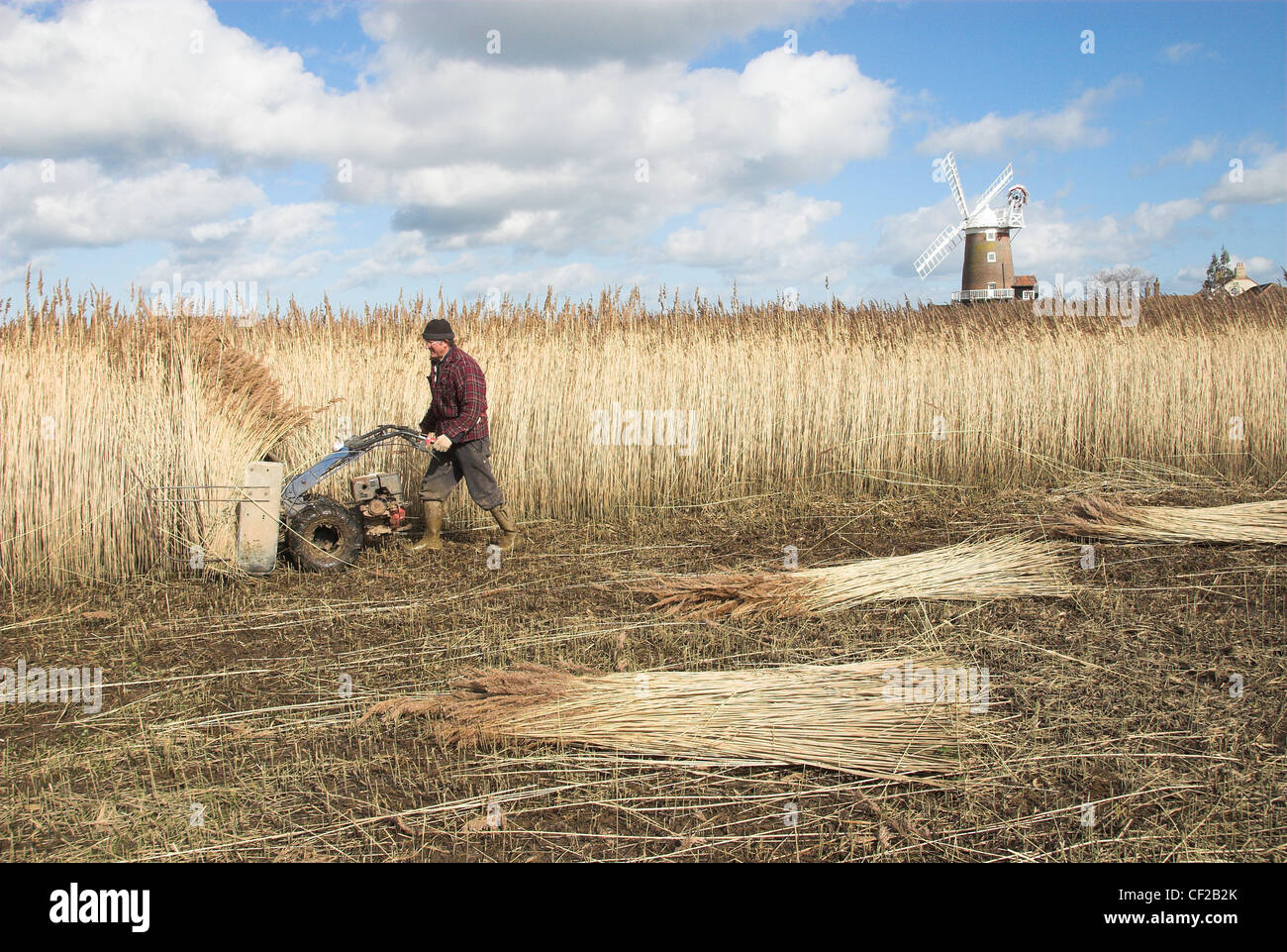 A reed cutter using a mechanised cutter to harvest phragmites reed for ...