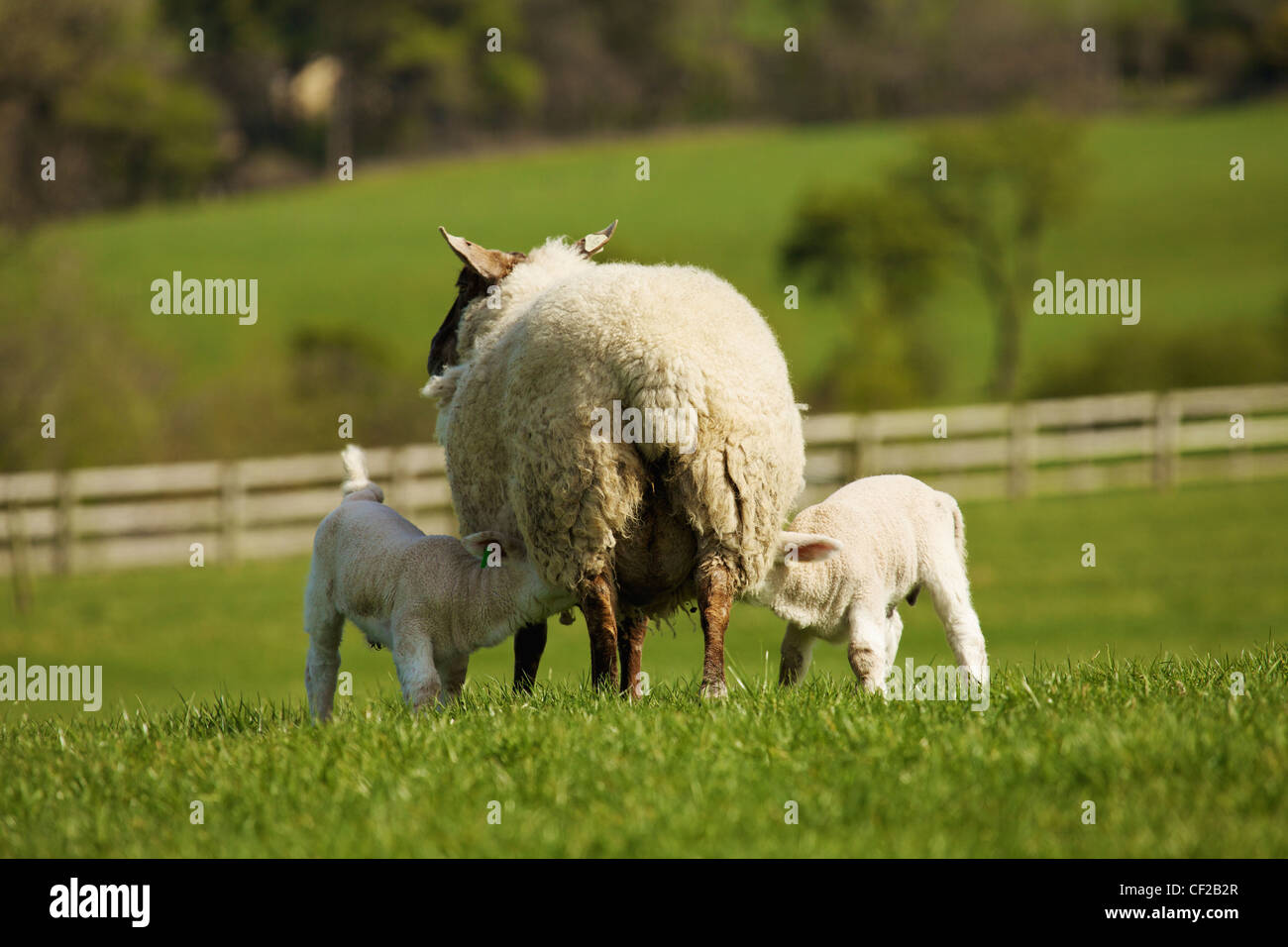 Lambs Nursing From Mother Sheep; Dublin County Dublin Ireland Stock ...