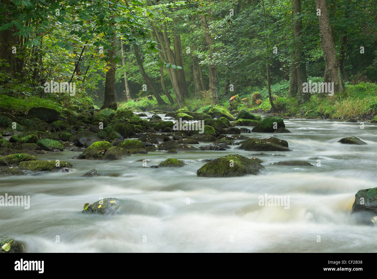 The River Esk flowing through woodland in North East Yorkshire Stock ...